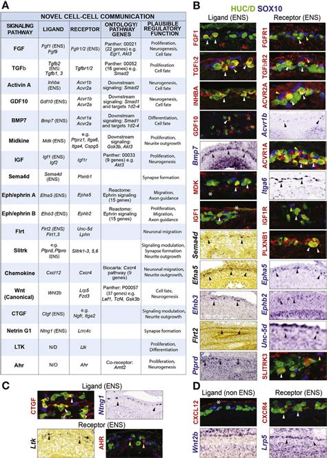 Novel Cell Cell Communication Pathways During Ens Development A Download Scientific Diagram
