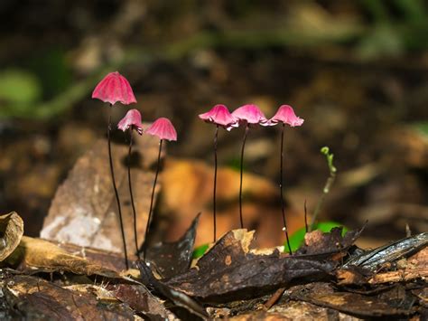 Cogumelo Marasmo Rosa Na Serra Gaúcha Marasmius Haematocephalus