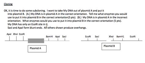Solved Cloning OK It Is Time To Do Some Subcloning I Want Chegg Com