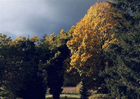 단풍 나무 가을 회색 Pixabay의 무료 사진 Pixabay