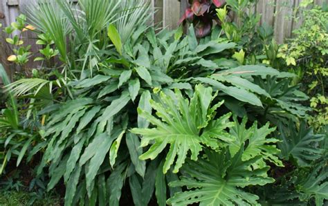 The Rainforest Garden Why I Plant Densely