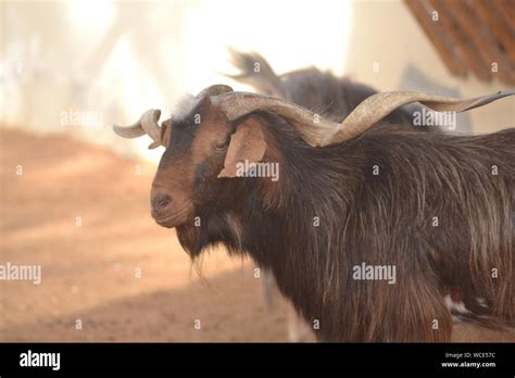 Goat With Different Type Of Horns Stock Photo Alamy