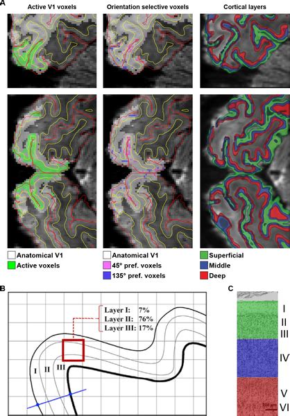 Primary Visual Cortex Layers