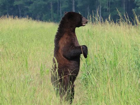 Profile Of Standing Black Bear
