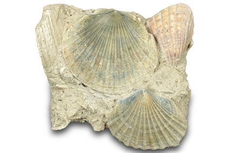 5 Fossil Marine Bivalve Mollusc Cluster Gironde France 302981 For Sale