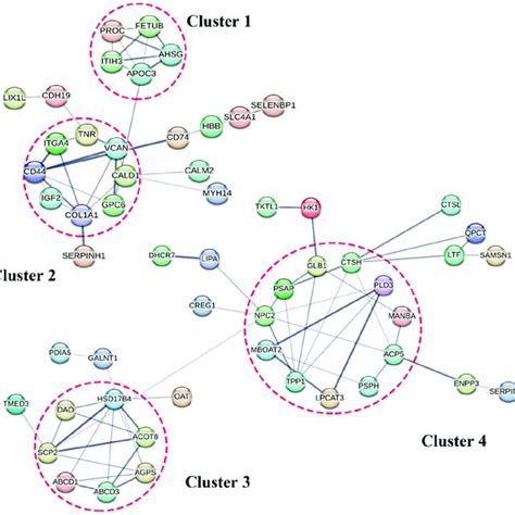 network diagram of differential protein interaction in epididymal