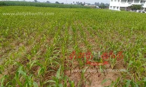 Aphids That Attack Maize Crops மக்காச்சோள பயிரை தாக்கும் படைப்புழு