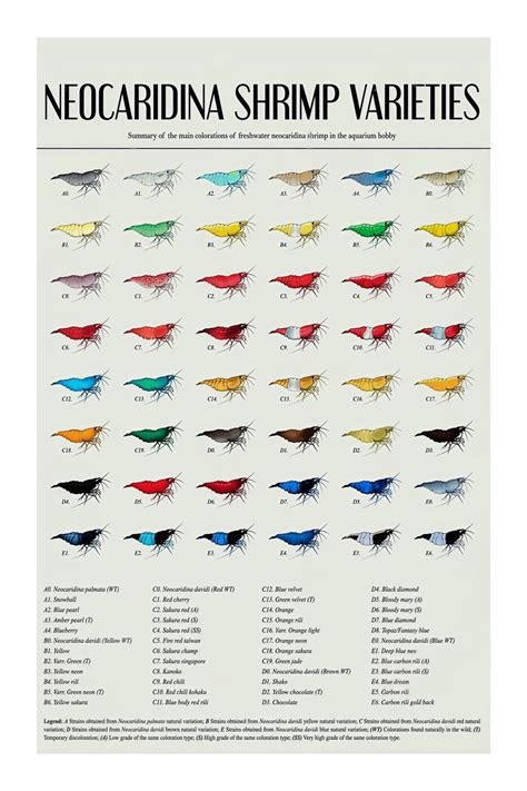 Freshwater Shrimp Breeds Chart Neocaridina Varieties Identification