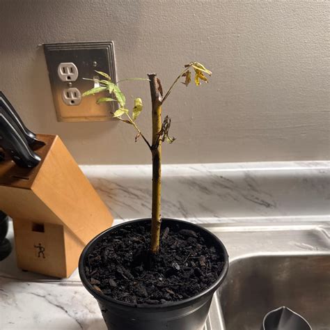 🌳 Step By Step Guide To Propagating Dappled Willow Tree