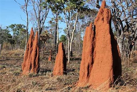 Imitare La Struttura Dei Termitai Per Mantenere Freschi I Nostri Edifici