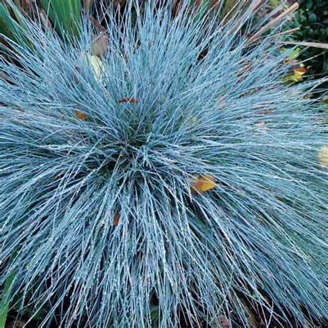 Boulder Blue Blue Fescue Grass Great Garden Plants
