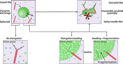 α Synuclein Liquid Condensates Fuel Fibrillar α Synuclein Growth Science Advances