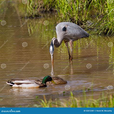 Patos De La Garza Y Del Pato Silvestre Del Gran Azul Imagen De Archivo