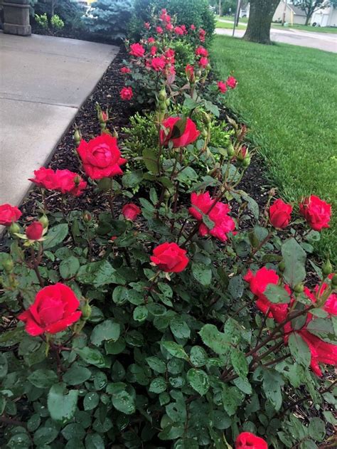 Rock Garden Landscaping Ideas Garden Decoration Tips And Tricks 2023