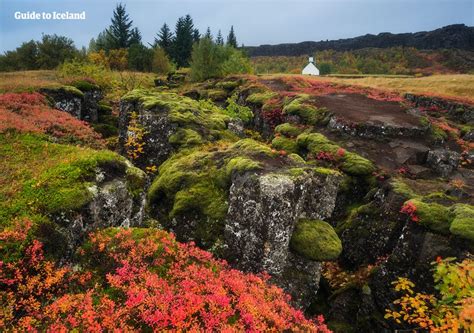 The Complete Guide To Forests In Iceland Guide To Iceland