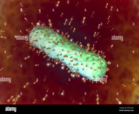Bacteriophages Attacking E Coli Cell 3d Computer Illustration Of