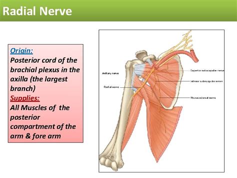 Radial Ulnar Nerves Dr Jamila Dr Vohra Objectives