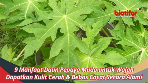 9 Manfaat Daun Pepaya Muda Untuk Wajah Dapatkan Kulit Cerah And Bebas Cacat Secara Alami Biotifor