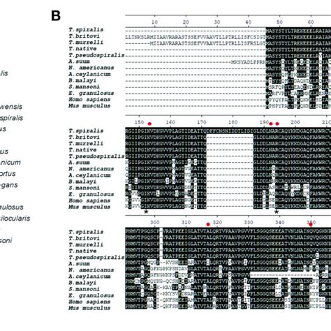 Sequence Alignment And Phylogenetic Tree A Multiple Sequence