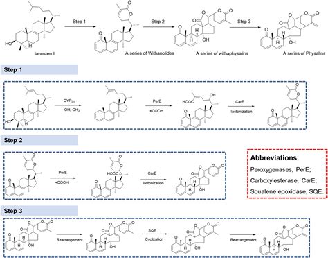 Frontiers Discovery Of Physalin Biosynthesis And Structure
