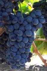 Сорт винограда Петит Сира, купить вино из винограда Petite Sirah | Wine.ua