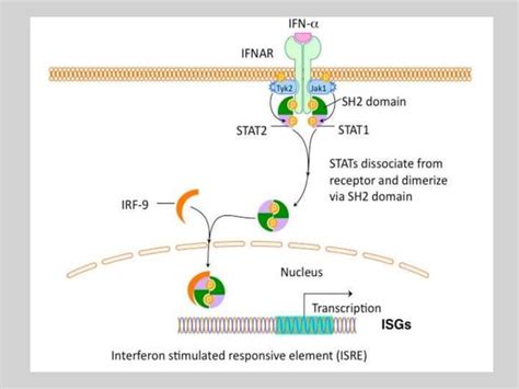 Enzyme Linked Receptors Pptx