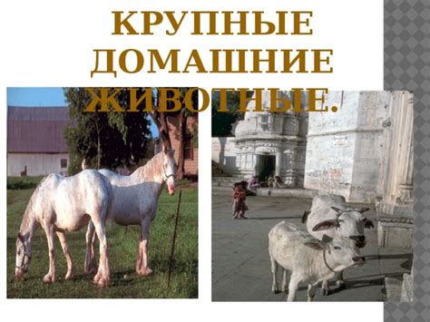 Презентация по окружающему миру Дикие и домашние животные 1 класс