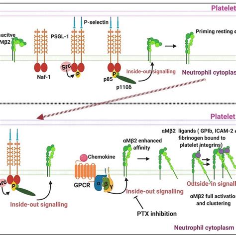 The Signalling Pathways Involved In Neutrophil And Platelet Activation Download Scientific