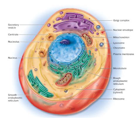 Cell Physiology Flashcards Quizlet