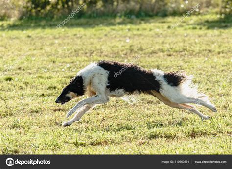 Borzoi Running