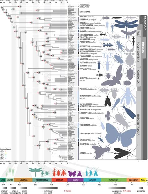 Genetic Data Clarify Insect Evolution Rna Seq Blog