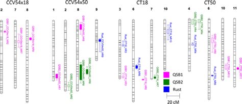 Location Of Disease Resistance Qtl On The Four Corymbia Linkage Maps Download Scientific