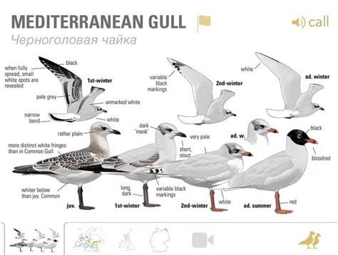 Types Of Seagulls