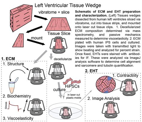 Engineered Heart Tissues — Caporizzo Lab