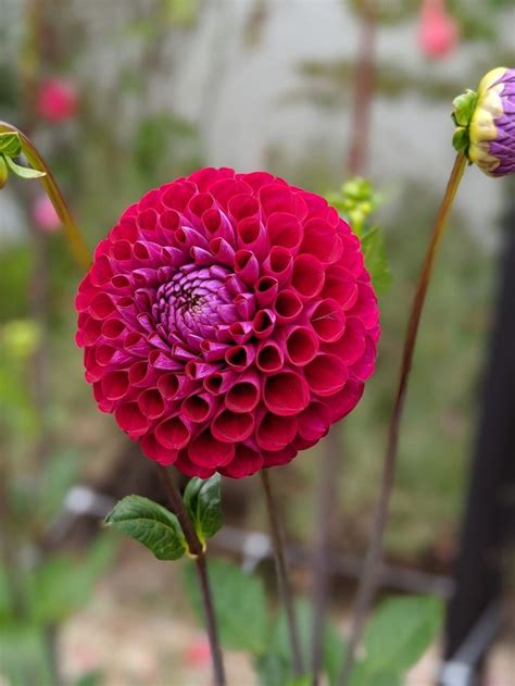 Dahlia Ivanetti Viva Magenta Flower Dahlia Ivanetti Viva Magenta Flower