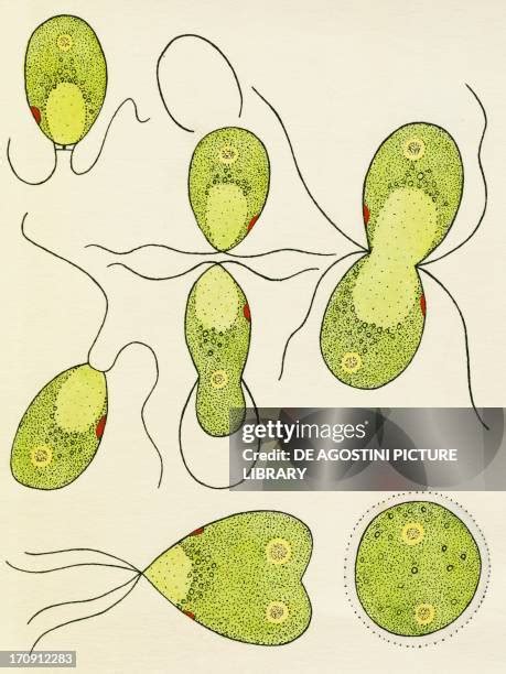 Opposite Botany Photos And Premium High Res Pictures Getty Images