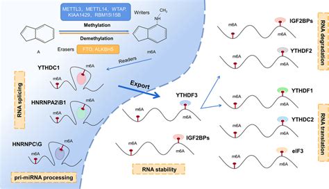 The Regulation Of M6a Modification The Writer Eraser And Reader Are Download Scientific