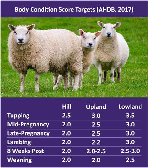 Ewe Nutrition Special