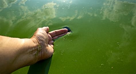 Cyanobactera Bluegreen Algae Shoreline Area News Echo Lake Has Toxic