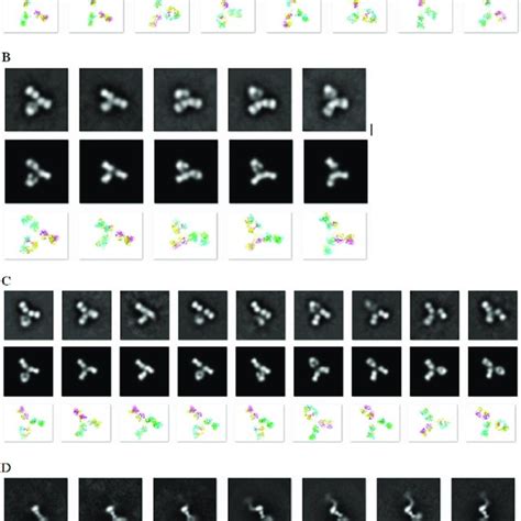Observed Class Averages Resulting 3d Models And Class Averages