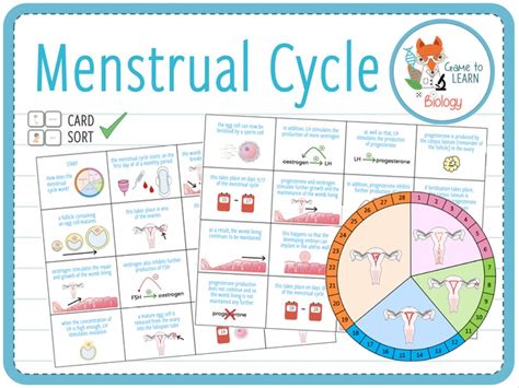 Printable Menstrual Cycle Worksheet