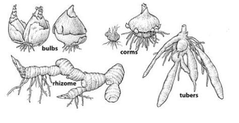 Bulbs Corms Tubers And Rhizomes Seeds And Plants