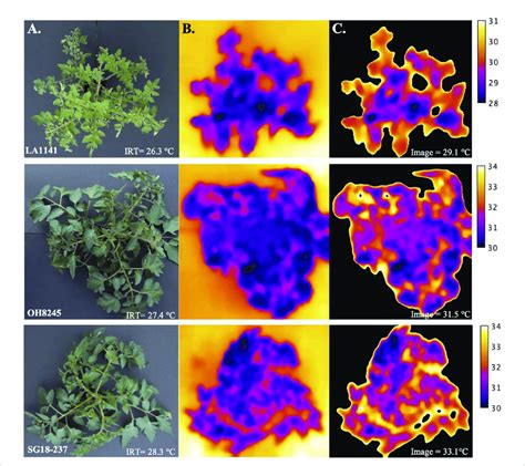 Estimating Canopy Temperature • C Using Images And An Infrared