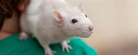Rat Mouse Vet Perth Melbourne Brisbane The Unusual Pet Vets