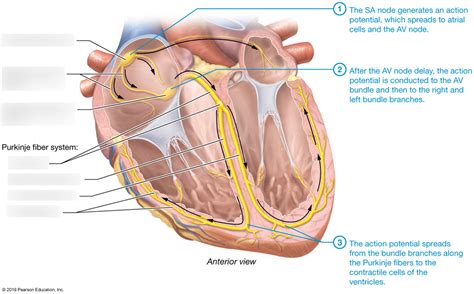 Intrinsic Conduction System Diagram Quizlet