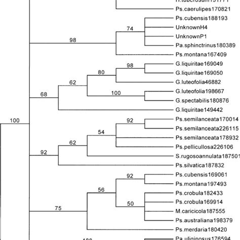 phylogenetic tree constructed using the neighbour joining distance