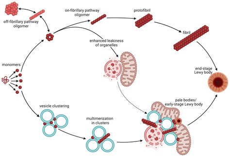 From Synaptic Physiology To Synaptic Pathology The Enigma Of α Synuclein