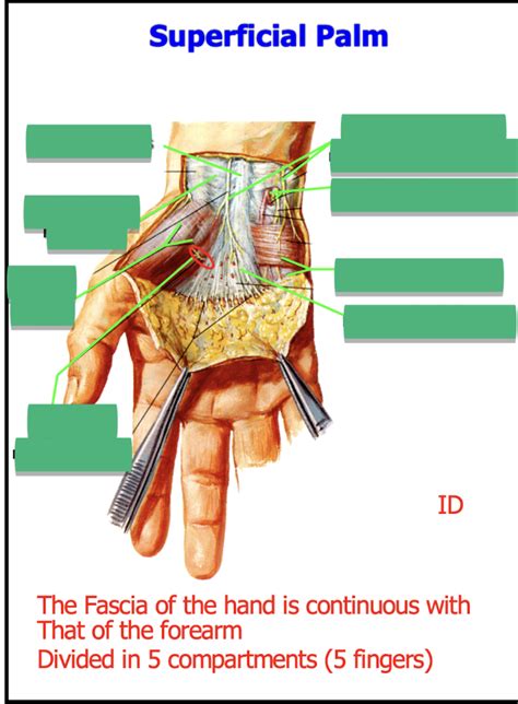 Superficial Palm Id Diagram Quizlet
