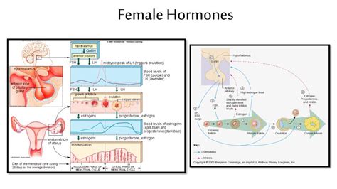 Ppt Reproductive System Powerpoint Presentation Free Download Id