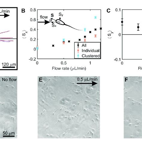 Behavior Of Sperm Swimming In A Low Speed Flow Of Viscoelastic Fluid Download Scientific